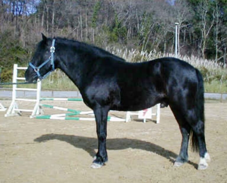 Le Pottok une race de poney du Pays-Basque - Élevage de Chatua