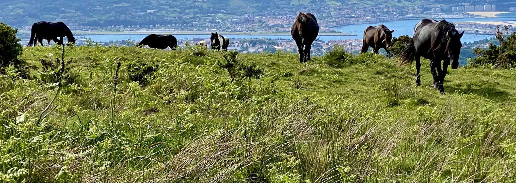 Le Pottok une race de poney du Pays-Basque - Élevage de Chatua