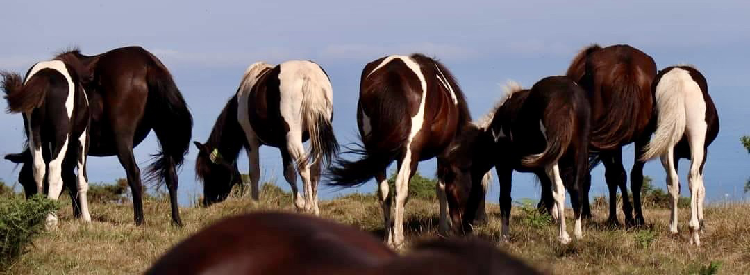 Présentation - Élevage de Chatua
